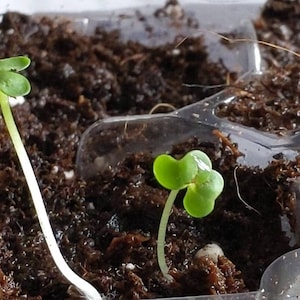 Grow Baggie Ready to Go Fast Germination Seed Kit Includes - Etsy