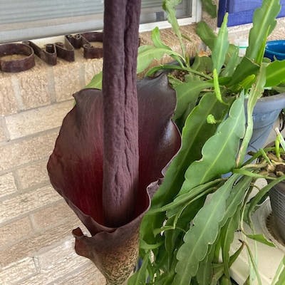 20 ARUM ITALICUM fresh Seed italian Arum, Lords and Ladies ...