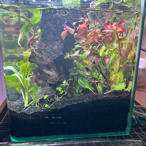 Rotala H'ra Easy Live Aquatic Stem Plant for Planted Aquarium ...