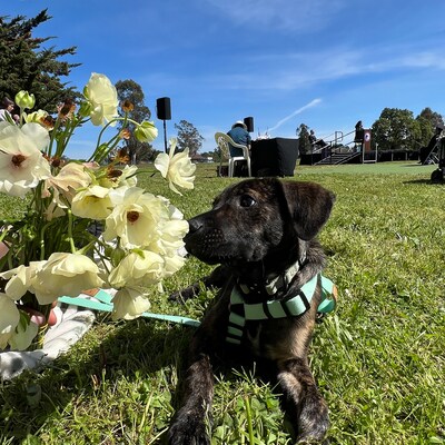 Lof Dog No Pull H-type Harness With Handle Designed to Fit - Etsy