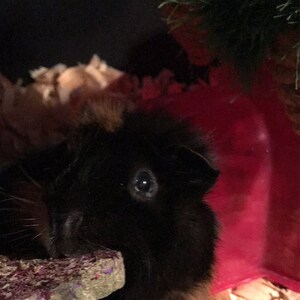 Hamster, Gerbil, Rat, and Mouse Forage Mix - Etsy