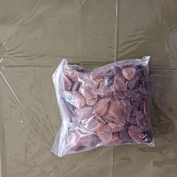 PEELED ABERE SEEDS (miracle Seeds) Hunteria Umbellata - Etsy