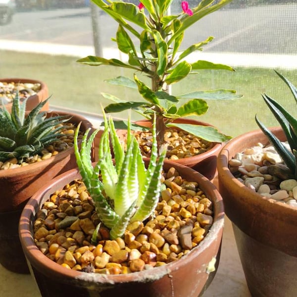 Blue Glow Agave | 3 Gallon | Live Succulent Plant | Cactus | Indoor ...