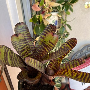 Bromeliad Neoregelia 'supernova' - Etsy
