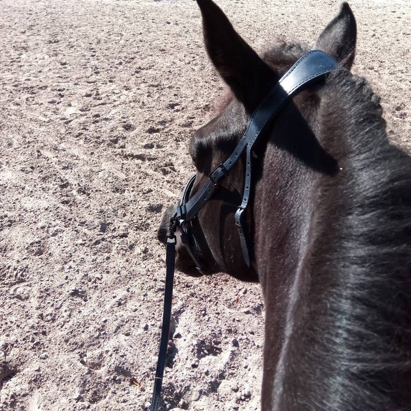 Pattern: Wide Oval Bronc Halter & Noseband Templates for Leatherwork - Etsy