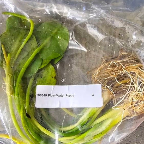 Water Poppy Hydrocleys Nymphoides Floating Pond Plant Water Poppy 3 ...