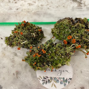 2 Pack Pixie Cup Live Lichen Moss for Terrariums Fairy Gardens - Etsy