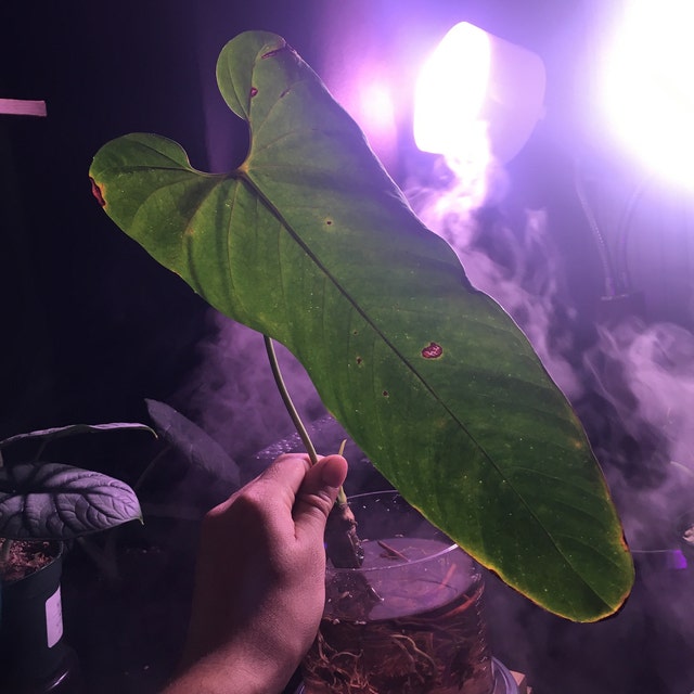 Curated Plant Therapy Delivered. by PlantsxPlants on Etsy