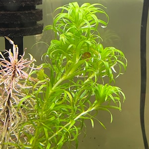 Samolus Parviflorus Red Rare Live Aquarium Plants - Etsy