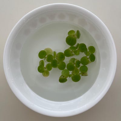 Three Type of Floating Plant Combo amazon Frogbit, Red Root Floater ...