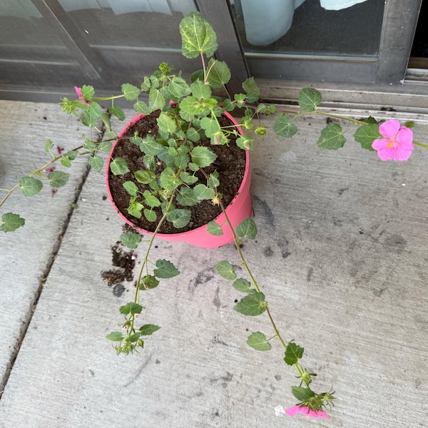 Pavonia, Rock Rose, Mallow 1 Gallon Live Plant - Etsy