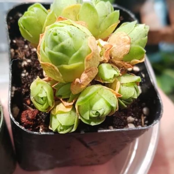 Crassula Muscosa Watch Chain Succulents Plants - 2 Inch Pot - Etsy