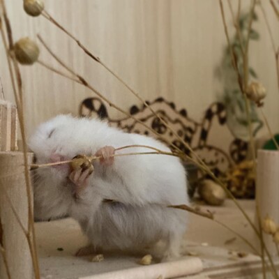 Flax Spray, Dried Flax Stems, Hamster Flax, Bird Flax, Hamster Flax ...