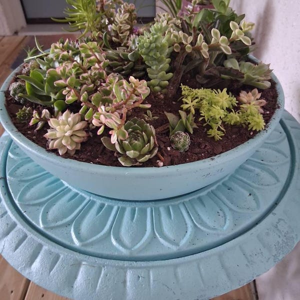 Sempervivum 'bernstein' | Color Changing Yellow Hens and Chicks ...