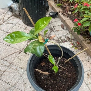 Fallglo Tangerine Grafted 3ft 4 Feet Tall No Shipping Ca - Etsy