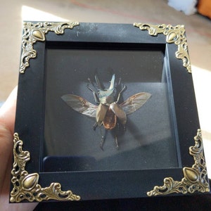 Golden Metallic Stag Beetle cyclommatus Metallifer Deep - Etsy