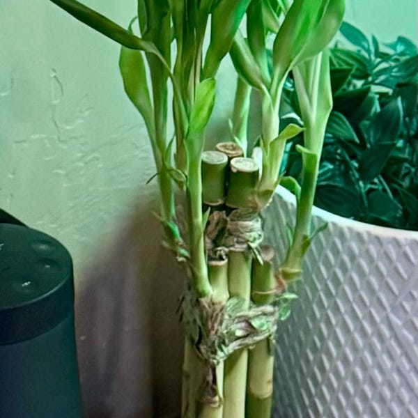 Indoor Live Plants - 4 Stalks of Lucky Bamboo Spiral Bamboo in a Glass ...