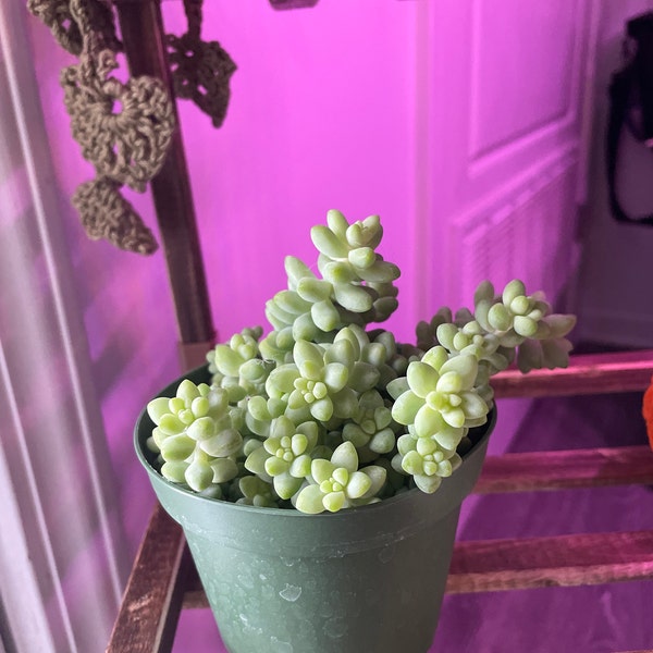 Sedum Burrito, Donkey's Tail, Trailing Succulent, Hanging Plant, 2" 4 ...