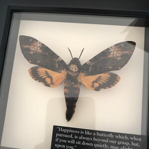 Real Mounted Death Head Moth Taxidermy Display | Etsy