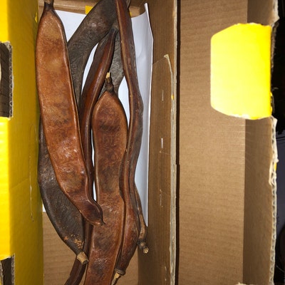 Royal Poinciana Seed Pods With Seeds, Flamboyant Tree Seed Pods ...