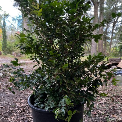 Purple Fig Tree 3 Ft Tall Will Fruiting After Winter - Etsy