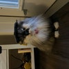 Original Design-cat Hat-propeller Hat-pet Costume -SF Fandom - Comics ...