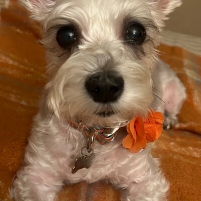 Reindeer Dog Collar Embellishment Christmas Dog Collar - Etsy