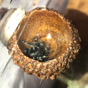 Jumping Spider Magnetic Acorn Ledge/hide classic Acorn, Flat Saucer ...