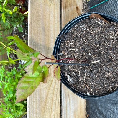 Red Desert Rose Flower Live Starter Rose Plant Starter - Etsy