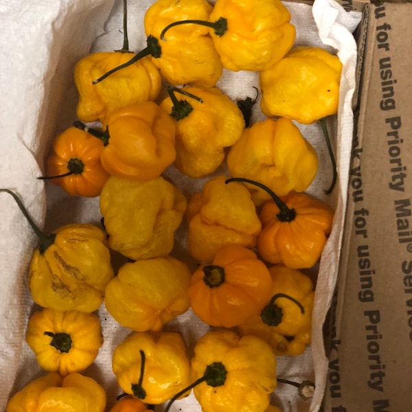 Whole Fresh Scotch Bonnet Peppers. Fresh Pods of Genuine Scotch Bonnets ...
