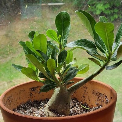 Rare Adenium Obesum Arabicum Beautiful White Flowers Fat - Etsy