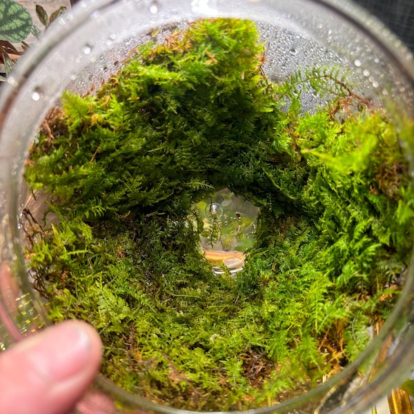 Electrified Cat's Tail Moss Shaggy Moss Rhytidiadelphus Triquetrus Live ...