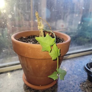 Neoregelia Sheba Bromeliad Offset for Shade or SUN | Etsy