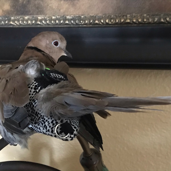 Cute Small Bird Nest Cosy. Pet Birds Love These Colorful Hide Houses ...