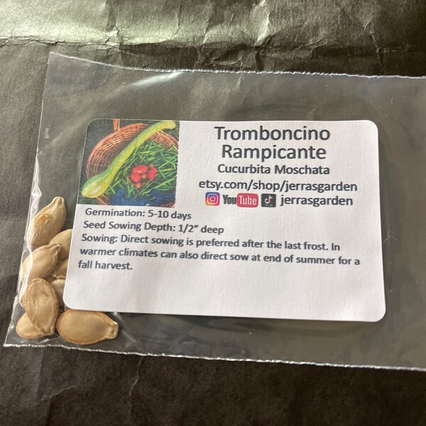 Tromboncino Rampicante Huge Italian Heirloom Zucchini Squash Vegetable ...