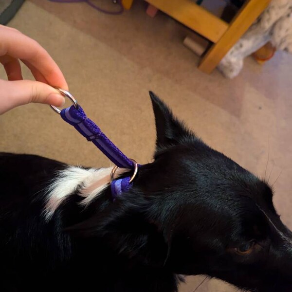 Wheelie Bin Straps Lid Securing Tie Down Strap No Drilling Bungee Cord ...