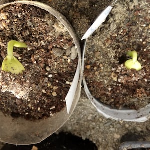 Chorisia Speciosa 10 Seeds Seeds Ceiba Speciosa Tree Bottle of | Etsy