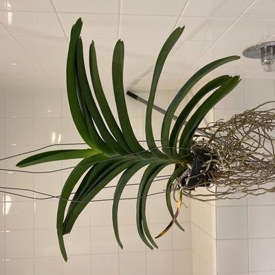 Live Orchid Vanda Flower Plant From Hawaii Exotic Blue/purple/pink/red ...