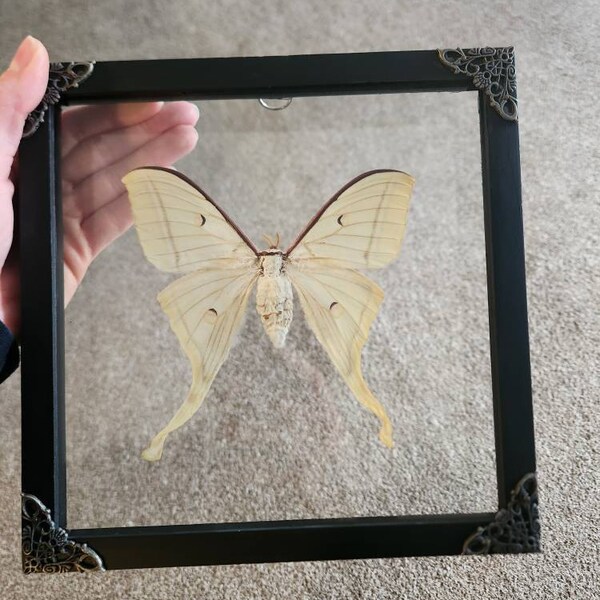 Real Framed Giant Actias Luna Moth 3D Floating Shadow Box Insect Oddities Home Gothic Wall ...