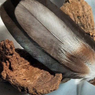 25 Pcs Guinea Fowl Feathers Natural Feathers Light Guinea Fowl - Etsy