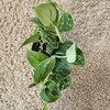 Scindapsus Silver Anne - Satin Pothos - Live Plant in 4" Pot - Etsy