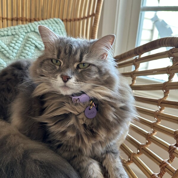 Cat Tag, Leather Tag, Silent ID Tag, Personalized Cat Tag, Small Dog ...