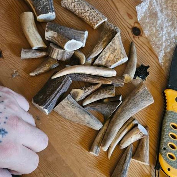 Huge Set 14 Point Imperial Deer Antlers - Etsy