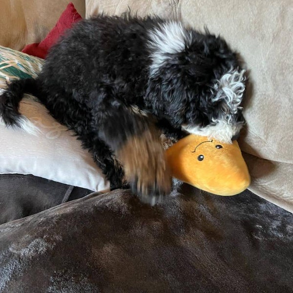 Samosa Plush Chew Toy for Pets - Etsy