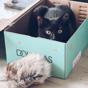 Natural Cat Toy Set With 4 Different Toys - Etsy