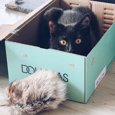 Natural Cat Toy Set With 4 Different Toys - Etsy