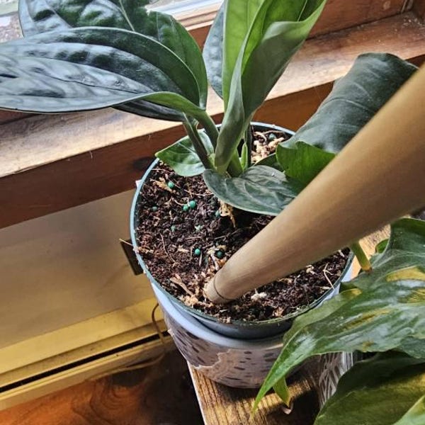 Monstera Peru | Live Indoor & Outdoor Tropical Houseplant | Home and ...