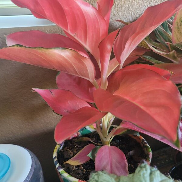Aglaonema Chinese Evergreen "geely Red" - Etsy