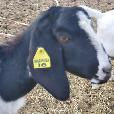 Custom Engraved Livestock Ear Tag Laser Engraved Goat Pig Sheep Ear ...