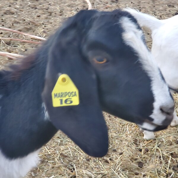 Custom Engraved Livestock Ear Tag - Laser Engraved Goat Pig Sheep Ear ...